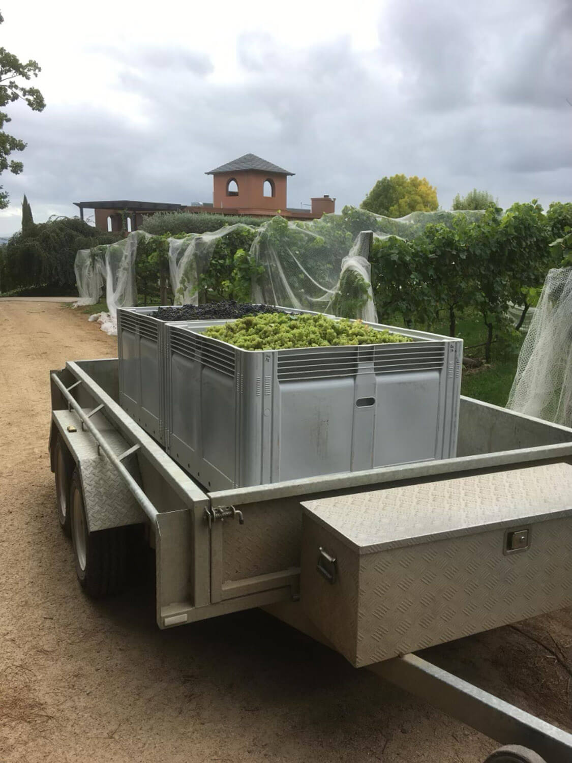 Vineyard – Frogs Pond